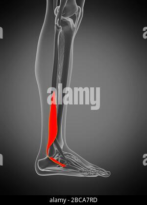 Peroneus brevis muscle, illustration Stock Photo - Alamy