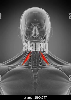 Illustration of the scalene anterior muscle Stock Photo - Alamy