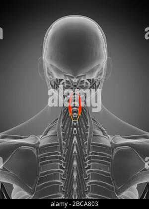 Spinalis cervicis muscle, illustration Stock Photo - Alamy