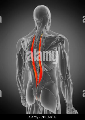 Longissimus thoracis muscle, illustration Stock Photo - Alamy