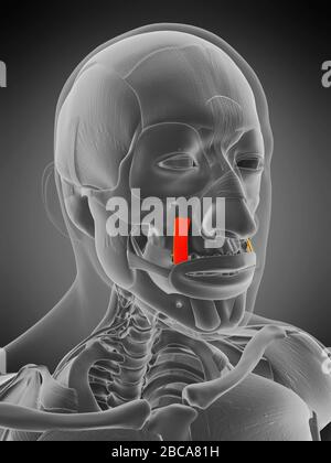 Illustration of the levator anguli oris muscle Stock Photo - Alamy