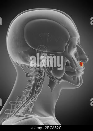 Depressor septi nasii muscle, illustration Stock Photo - Alamy