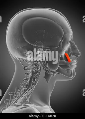 Illustration of the levator anguli oris muscle Stock Photo - Alamy