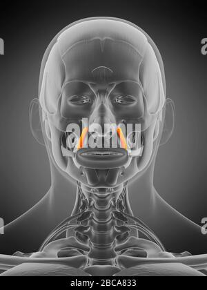 Illustration of the levator anguli oris muscle Stock Photo - Alamy