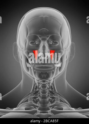 Levator labii superioris muscle, illustration Stock Photo - Alamy