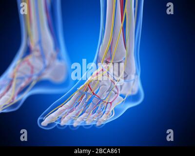 Illustration of foot skeleton with nervous system Stock Photo - Alamy
