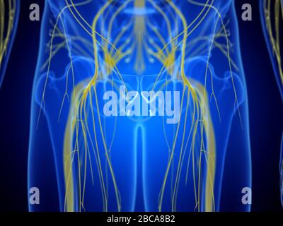 Hip nerves, illustration Stock Photo - Alamy