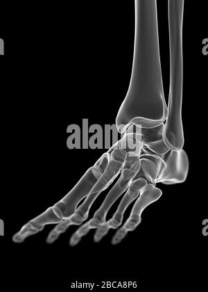 Ankle joint, illustration Stock Photo - Alamy