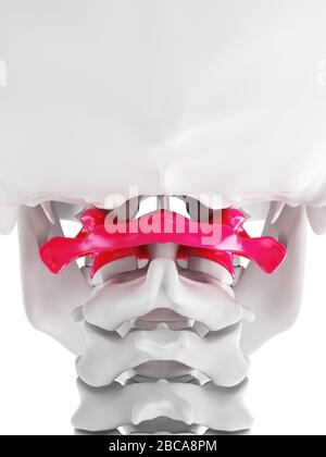 Atlas bone, illustration Stock Photo - Alamy