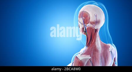 Female head and neck muscles, artwork Stock Photo - Alamy