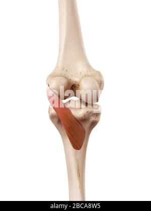 Popliteus muscle, illustration Stock Photo - Alamy