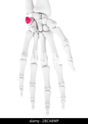Human Skeleton Pisiform bone Anatomy 3D Illustration Stock Photo - Alamy