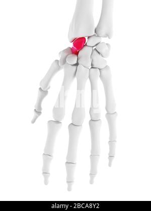 Human skeleton scaphoid bone anatomy 3D illustration Stock Photo - Alamy