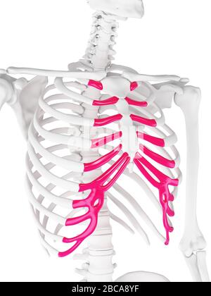 Sternal cartilage, illustration Stock Photo - Alamy