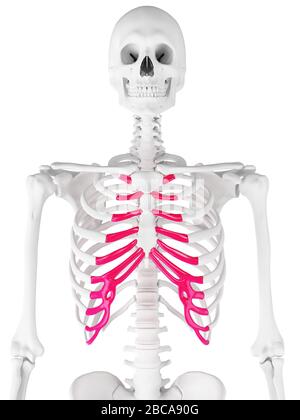 Sternal cartilage, illustration Stock Photo - Alamy