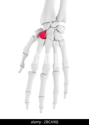 Human Skeleton Trapezoid bone Anatomy 3D Illustration Stock Photo - Alamy