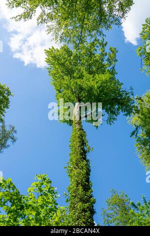 A low angle of a rising tree trunk with branches and golden autumn ...