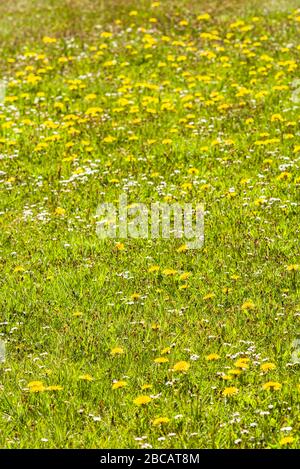 Sweden, Faro Island, Fifang, spring flowers Stock Photo - Alamy