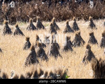 Harvested bundles of rice stalks sit clustered in a rice paddy on a ...