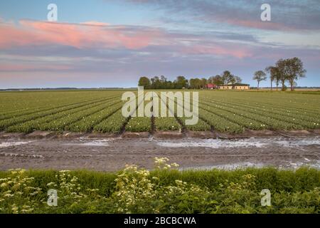 Agricultural field landscape at Noordoostpolder, Flevoland, The ...