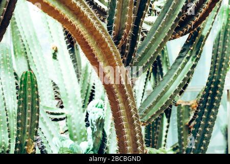 long cactus with zoom in focus Stock Photo - Alamy