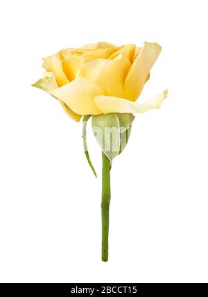 Close up of yellow rose bud on green bush in a garden. Single Rosa ...