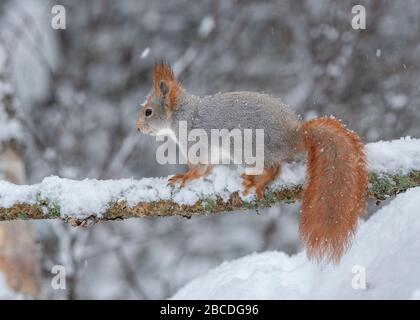 Finland, Kaamanen, Sciurus vulgaris, Red Squirrel Stock Photo - Alamy