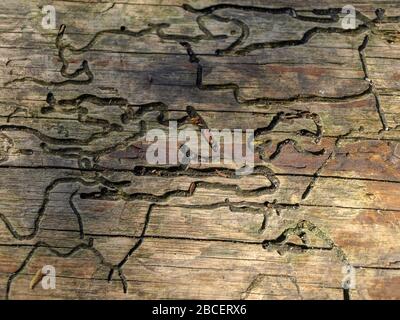 abstract picture with insect-carved texture, large wooden log Stock ...