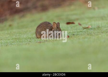 Baby Florida Marsh Rabbit Sylvilagus palustris on a patch of green ...