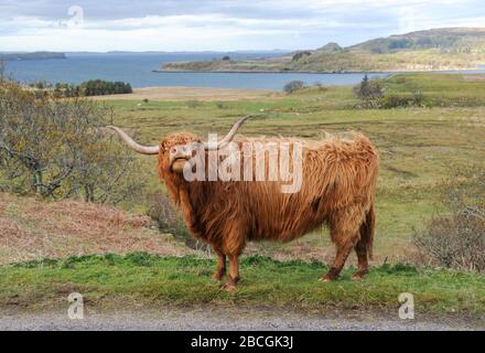 Highland Cow bellows on the isle of Mull Scotland Stock Photo - Alamy