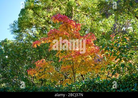 Yellow autumn colors of foliage. Branch with yellow leaves on a blurred ...