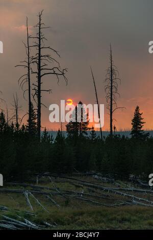 Silhouetted pines and sunset clouds Stock Photo - Alamy