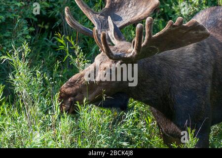 Moose eating velvet from antlers {Alces alces} Sarek NP. Sweden Stock ...