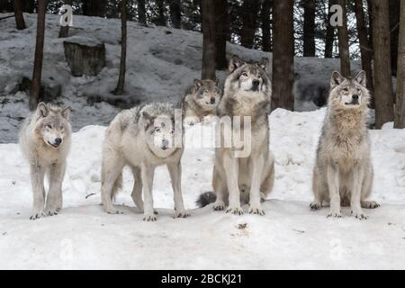 Pack of five wolves looking up towards the camera, anticipating ...