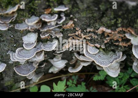 On moist day in Missouri fungi revives itself for the season Stock ...