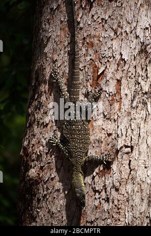 Tree Goanna climbing a gumtree in Queensland, Australia Stock Photo - Alamy