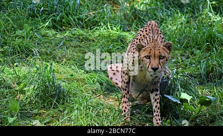 Wild cheetah ready to pounce on Safari in Sabie Sands Stock Photo - Alamy