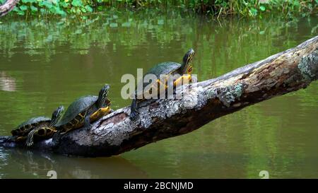 Turtles in the swamps of Louisiana - travel photography Stock Photo - Alamy