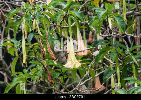 Trumpet tree ; Tabebuia tree ; Roble tree ; yellow flowers ; dapoli ...