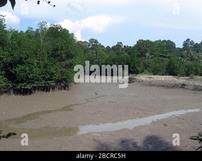 Mangrove swamp during low tide Stock Photo - Alamy
