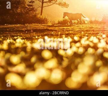Alone tree in colorful farm field in Ballyvaughan, Ireland Stock Photo ...