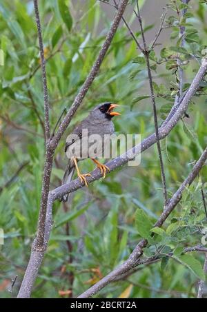 Grey-winged Inca-finch (Incaspiza ortizi) adult perched on branch in ...