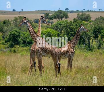 Giraffe (Giraffa camelopardalis), Maasai Mara, Kenya Stock Photo - Alamy