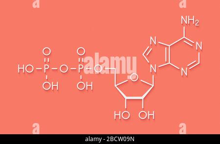 Adenosine diphosphate (ADP) molecule. Plays essential role in energy ...