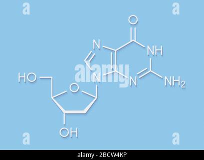 Deoxyguanosine (dG) nucleoside molecule. DNA building block. Stylized ...