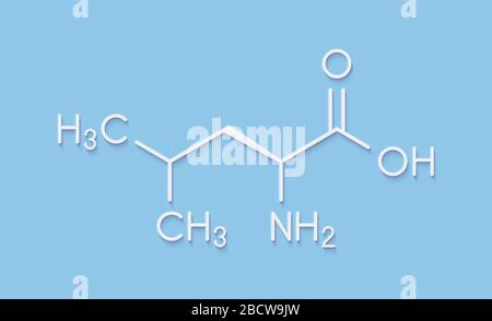 Leucine (l-leucine, Leu, L) amino acid molecule. Stylized skeletal ...