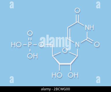 Nucleotide structure with nucleoside and a phosphate Stock Photo - Alamy