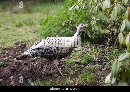 A rare smoke phase wild turkey in Eugene, Oregon, USA Stock Photo - Alamy