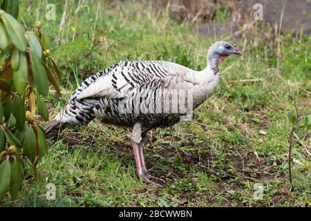 A rare smoke phase wild turkey in Eugene, Oregon, USA Stock Photo - Alamy
