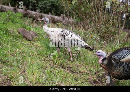 A rare smoke phase wild turkey in Eugene, Oregon, USA Stock Photo - Alamy